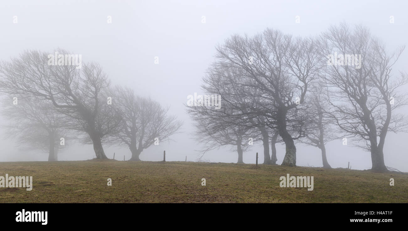 Silhouette beech tree in winter hi-res stock photography and images - Alamy