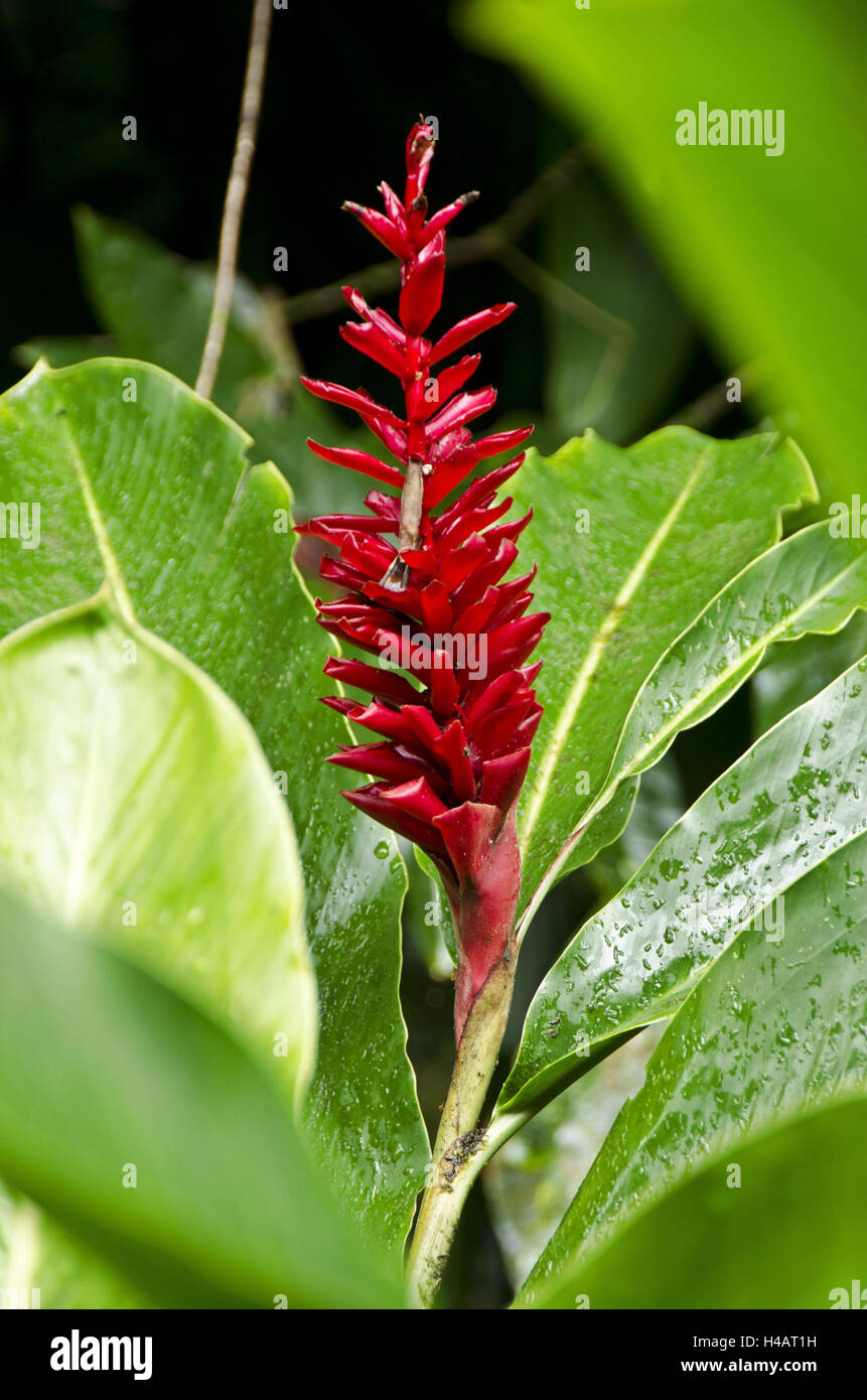 Vegetation, the Caribbean, Dominica, rainforest, ginger blossom Stock ...