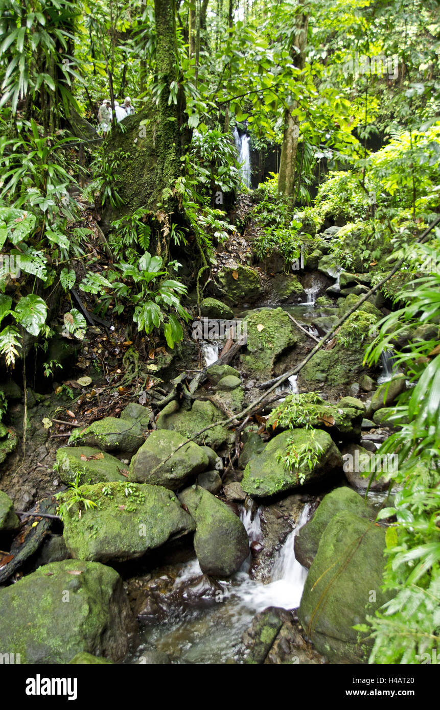 The Caribbean, Dominica, Morne Trois Pitons National Park Stock Photo ...