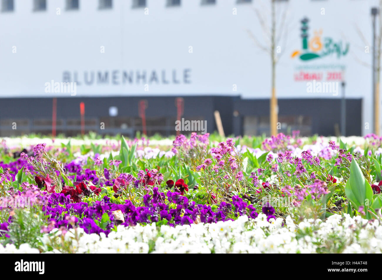 Lobau saxony hi-res stock photography and images - Alamy