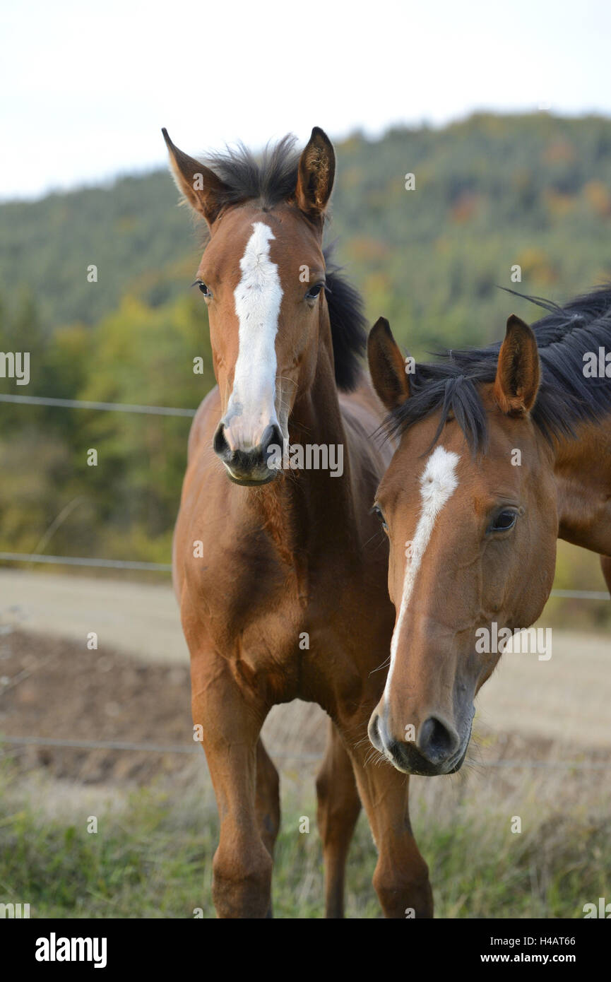 Horses, Bavarian warm blood, meadow, stand, head-on, view camera ...