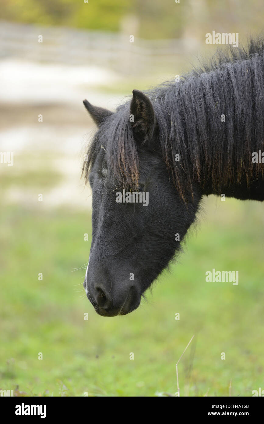 Shetlands pony hi-res stock photography and images - Alamy