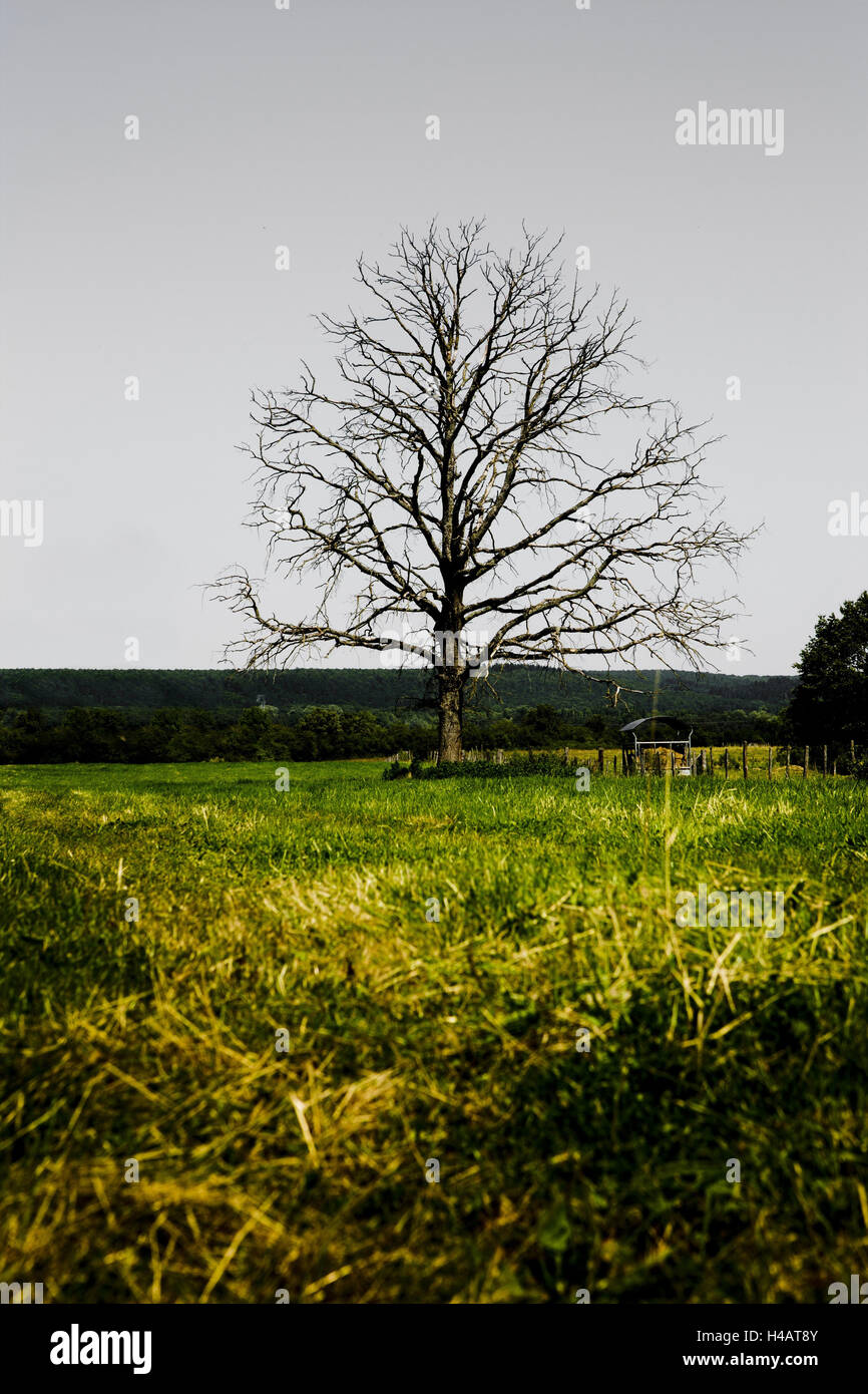 Meadow, bald tree Stock Photo - Alamy
