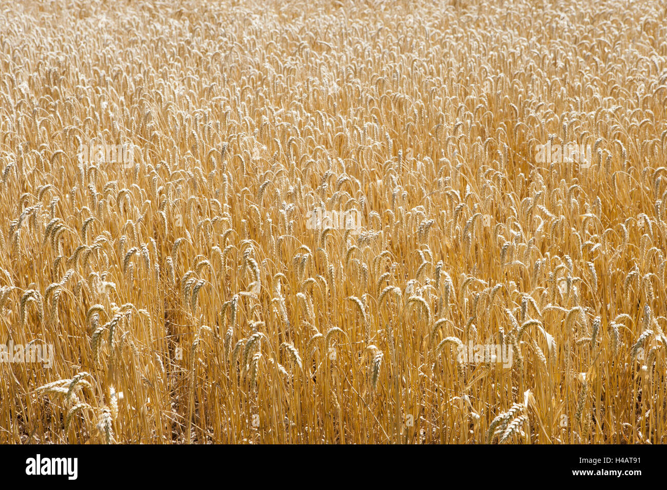 Medium ears hi-res stock photography and images - Alamy