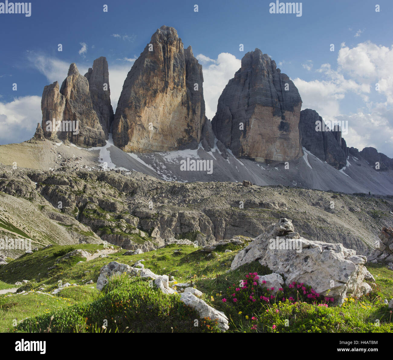 Tre Cime di Lavaredo (Three merlons), meadow, alpenrose (rhododendron ...