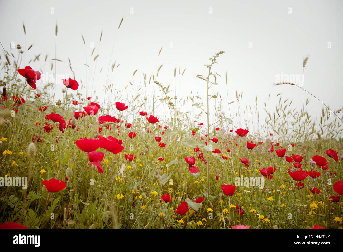 Turkey, flower meadow, grass, poppy Stock Photo - Alamy