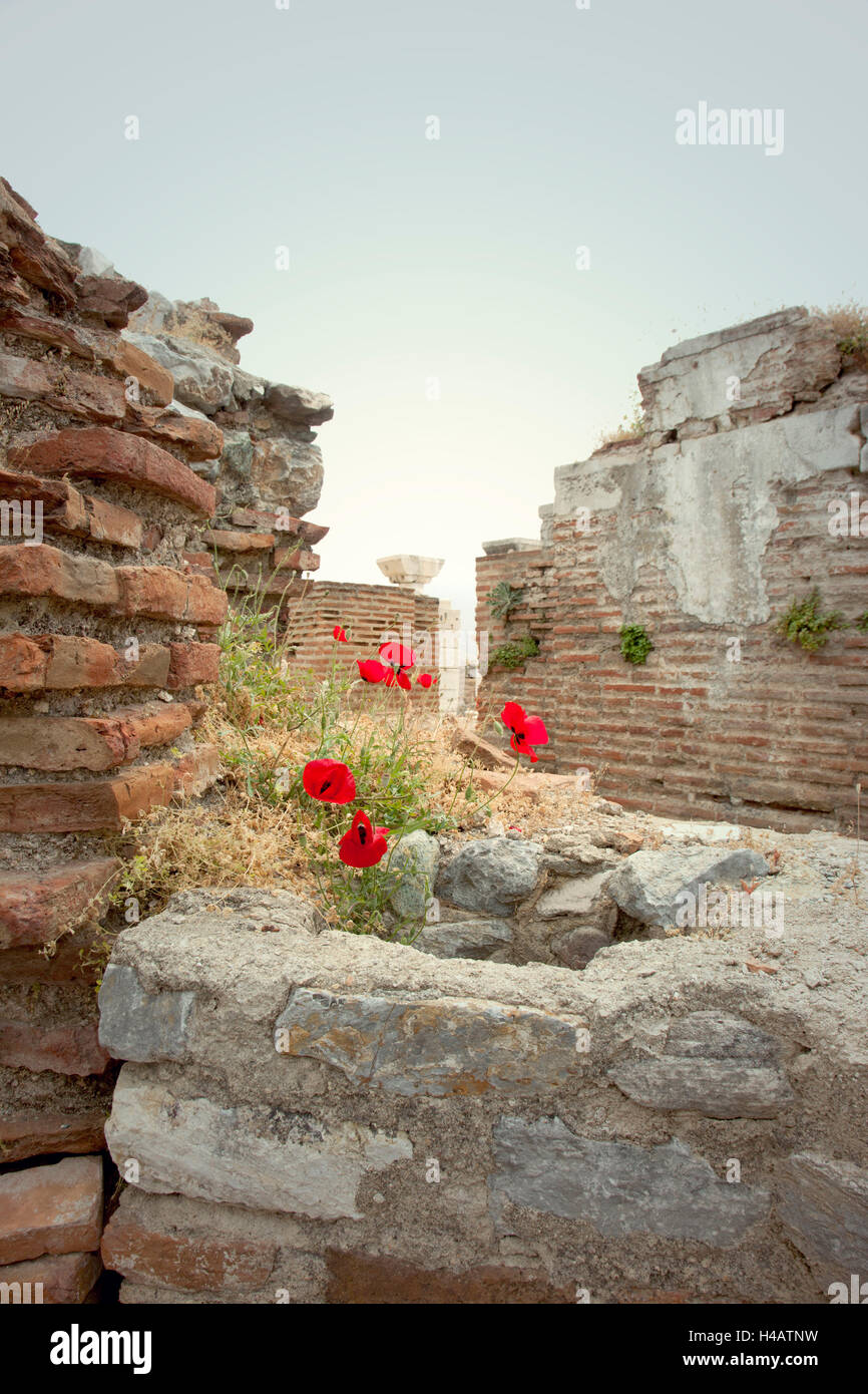 Turkey, Kusadasi, antiquity, ruin, poppies Stock Photo - Alamy