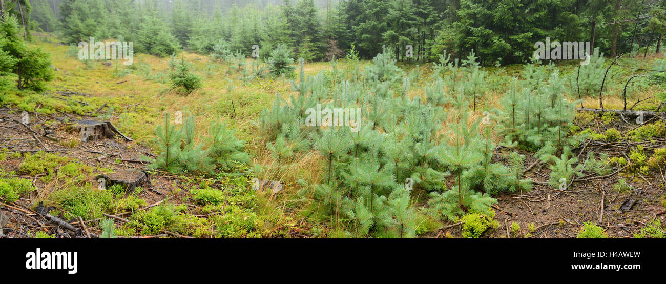 Panorama, scenery, wood, clearing, conifers, spoiled by rain Stock ...