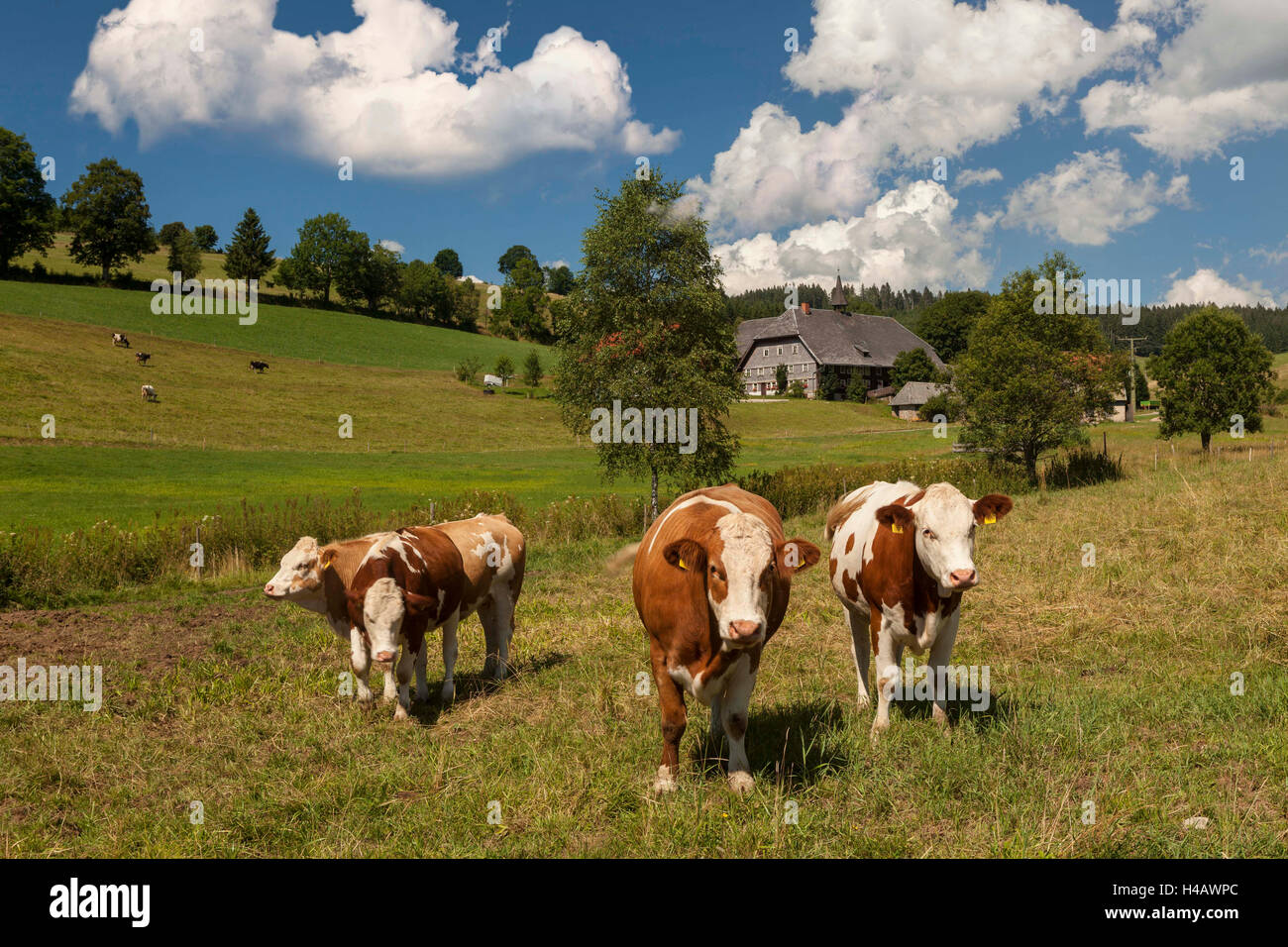 Farm in forest hi-res stock photography and images - Alamy