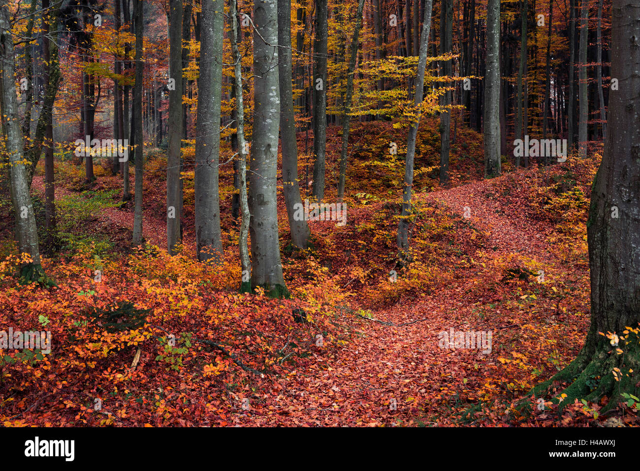 Bavaria autumn hi-res stock photography and images - Alamy