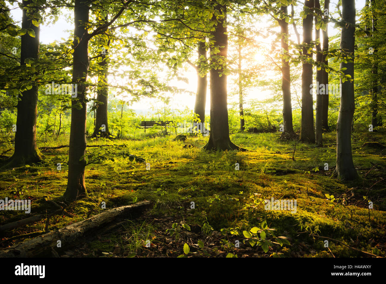Germany, Bavaria, Augsburg Western Woods Nature Park, light, wood ...