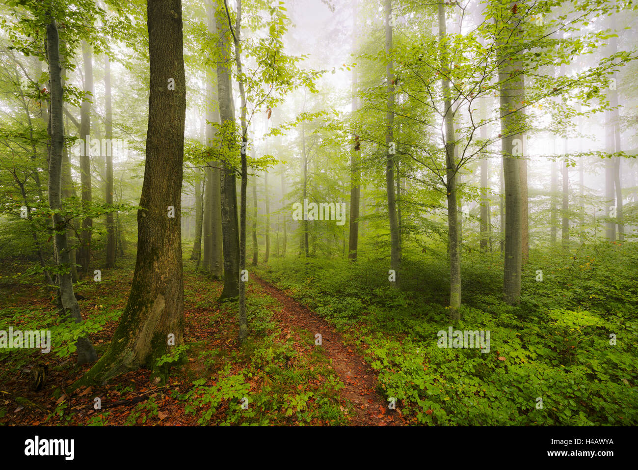 Germany, Bavaria, forest, fog, moss, Augsburg Western Woods Nature Park ...