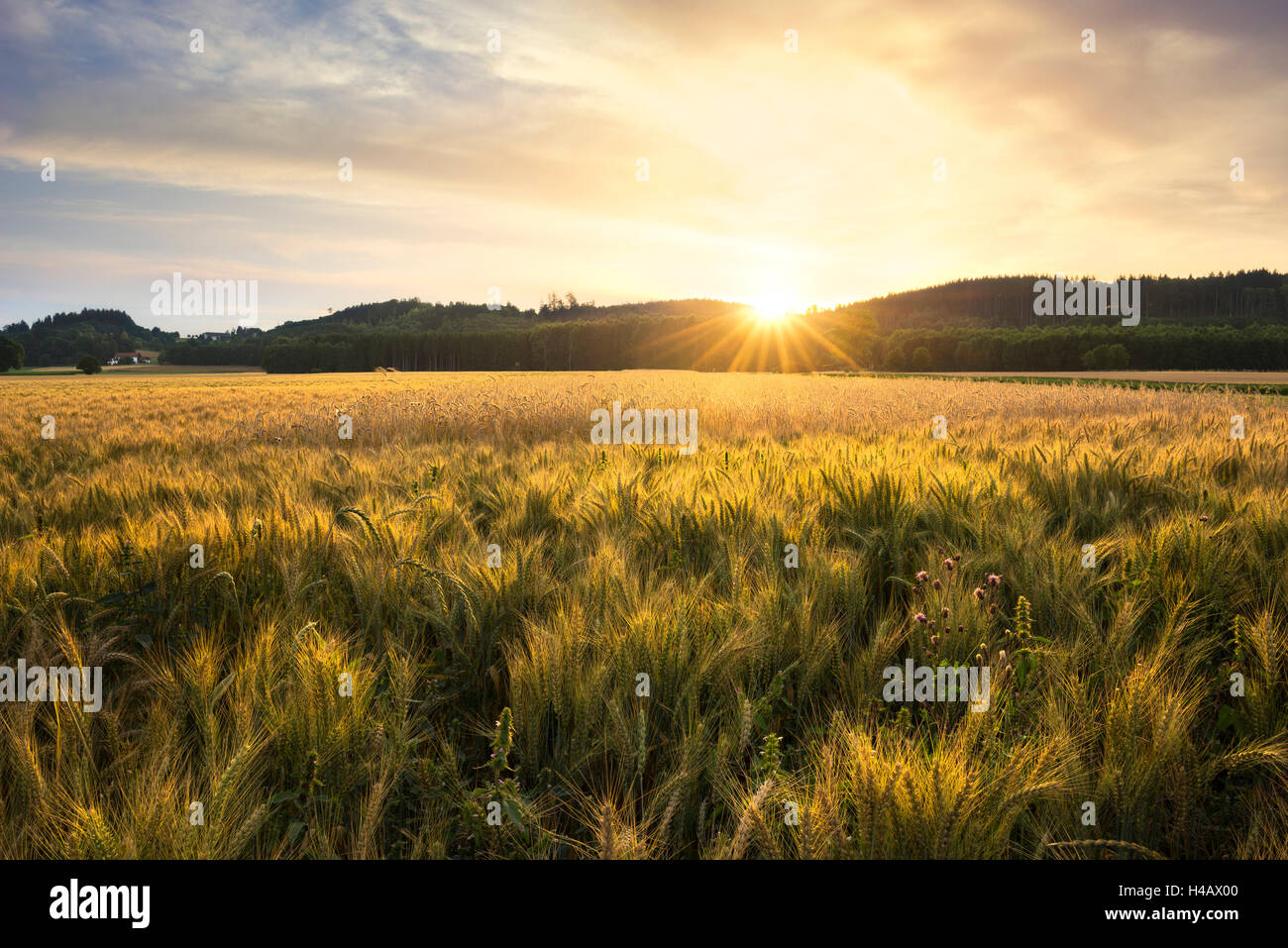 Germany, Bavaria, field, wheat, grain, mood, evening, clouds, light ...