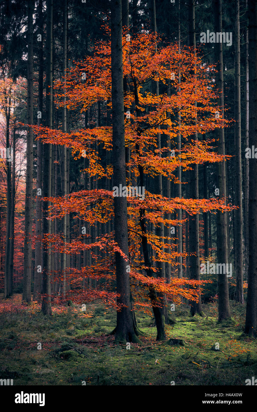 Germany, Bavaria, Augsburg Western Woods Nature Park, wood, trees ...