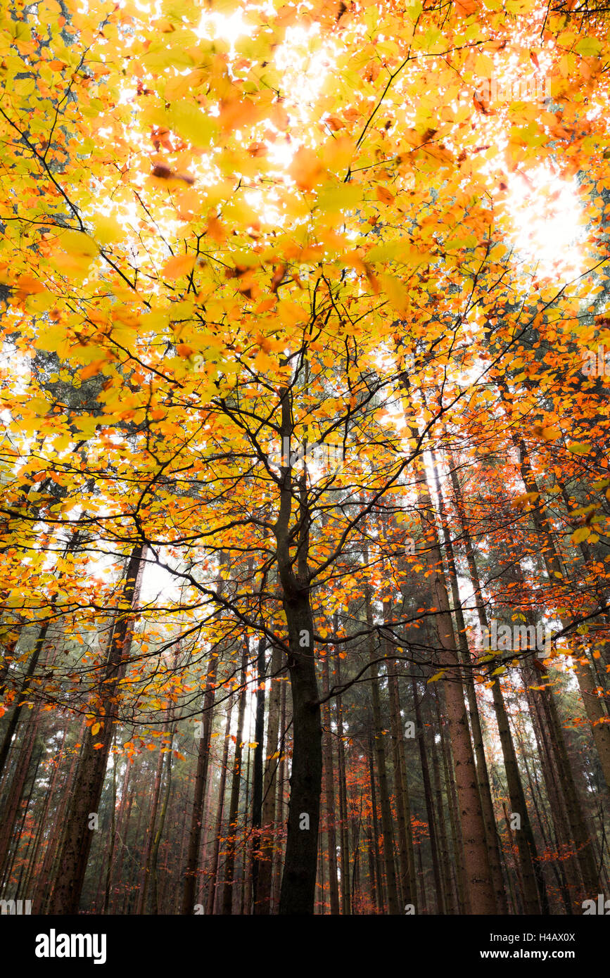 Germany, Bavaria, Augsburg Western Woods Nature Park, fire, autumn ...