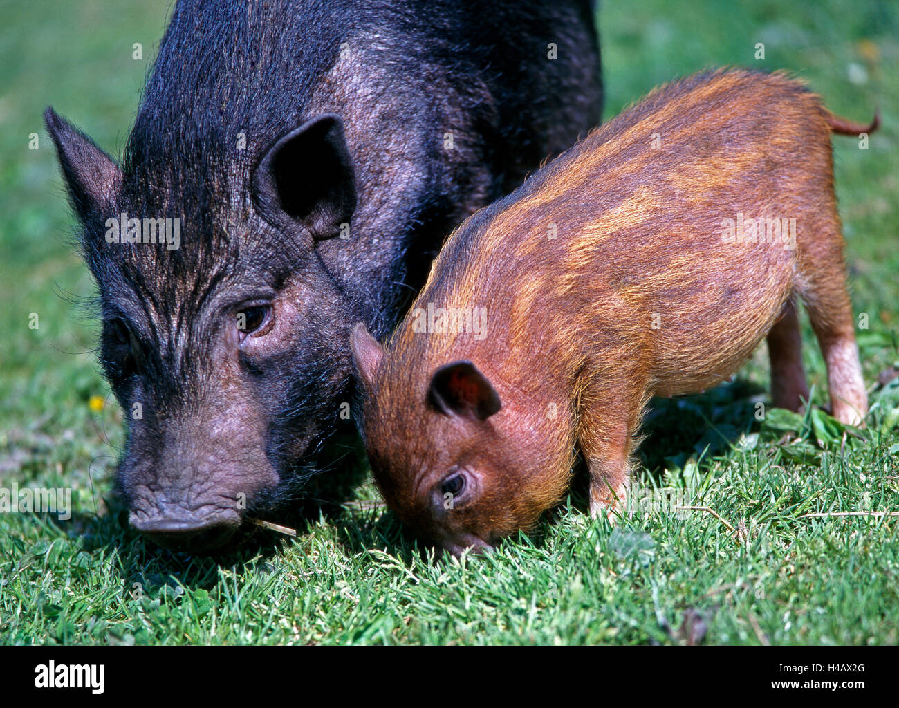 Micro Pigs Strawberry