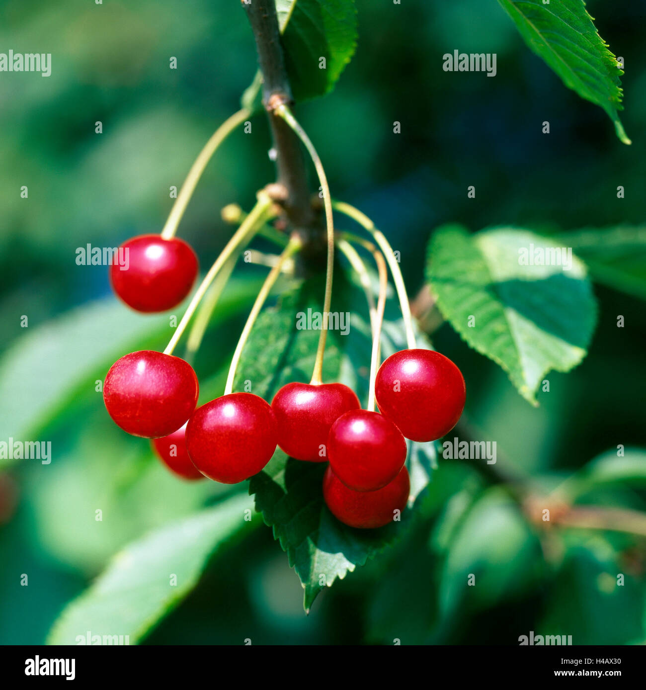In June the red fruits of the wild cherry riping in the deciduous ...