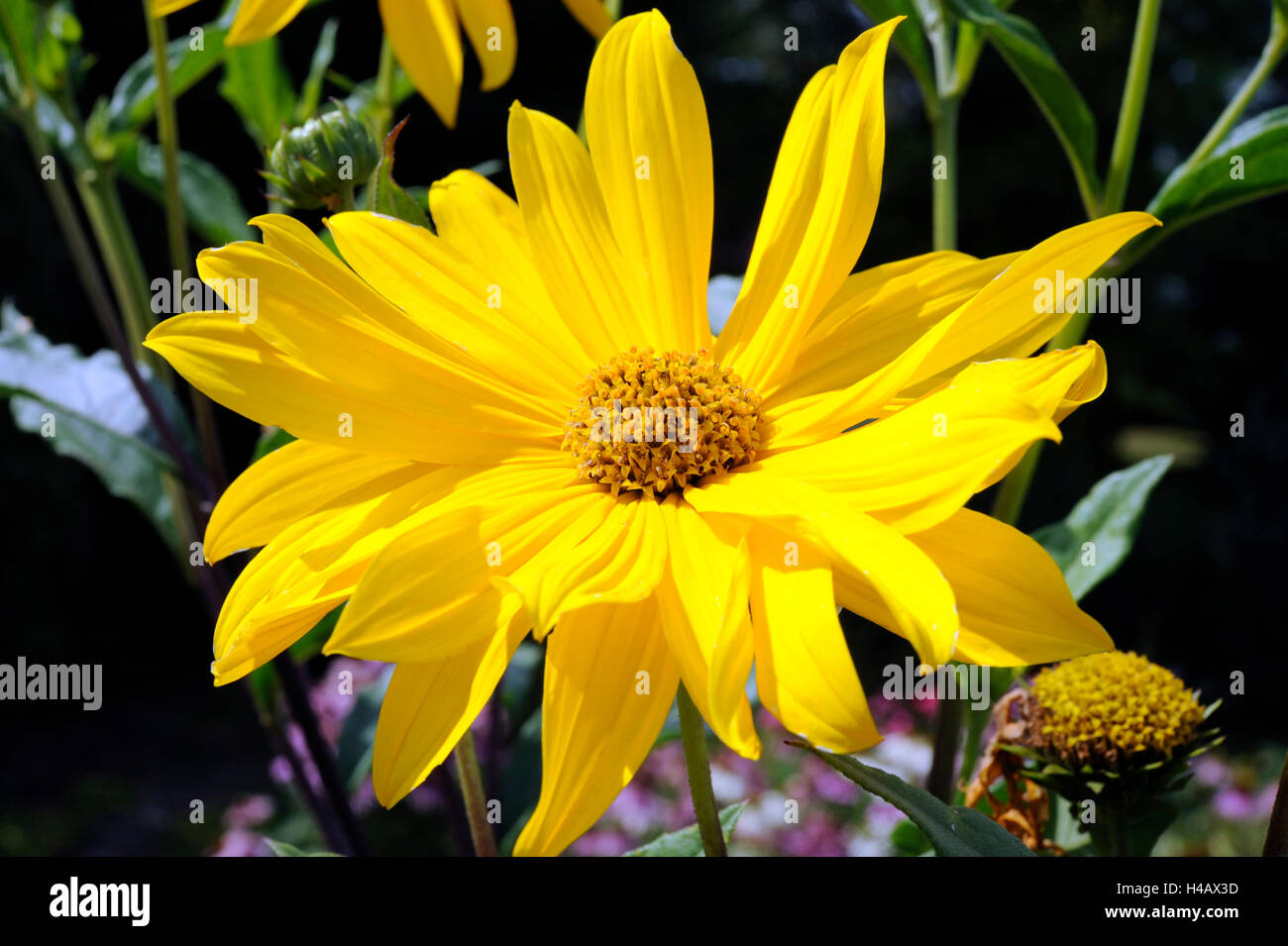 Flower head of Topinambur, an important food and energy plant from ...