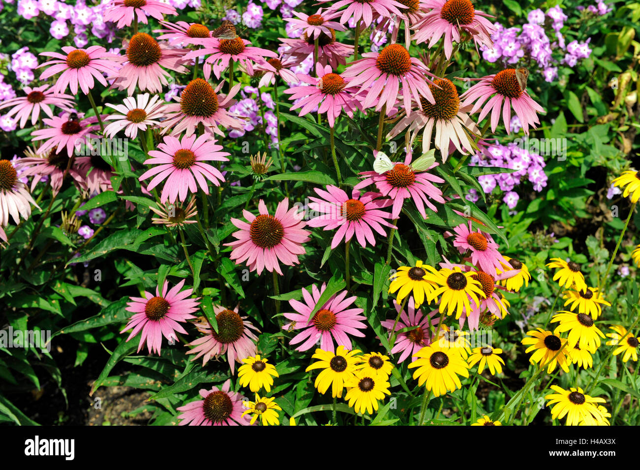 Summery flowerbed with purple and orange coneflowers or Rudbeckia ...