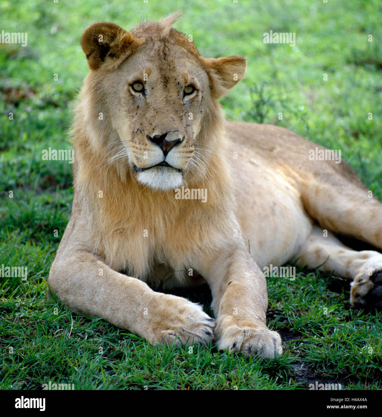 Young mane lion resting in the shadow of an acacia in the savanna ...