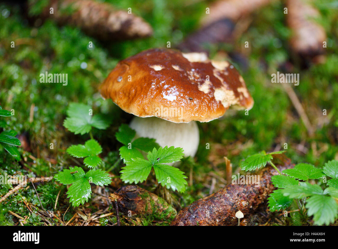 Cep, Boletus edulis, mushroom, forest, autumn Stock Photo - Alamy