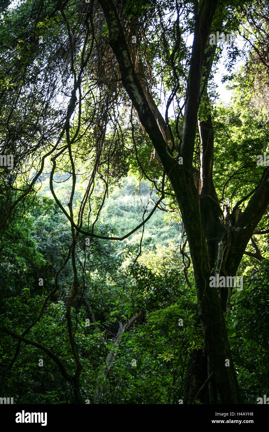 Nechisar national park, area of Semien Omo, part of the region of the ...