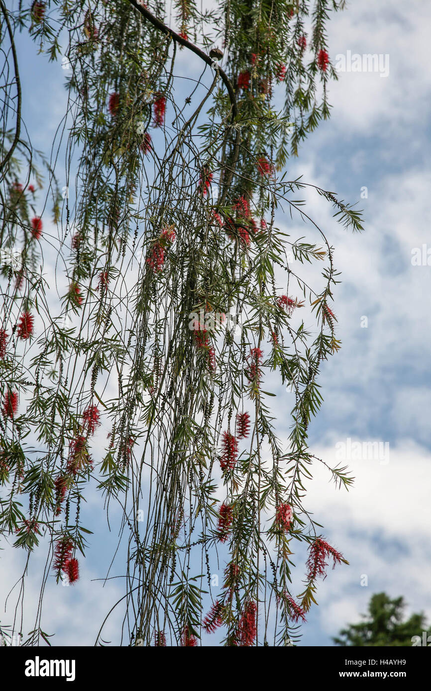 Common red Callistemon citrinus Stock Photo - Alamy