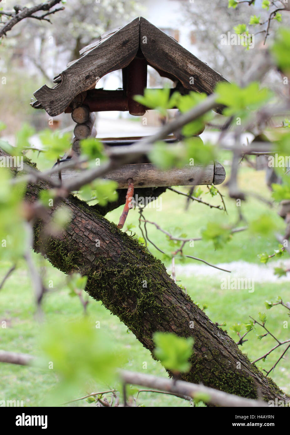 Tree, detail, bird house Stock Photo - Alamy