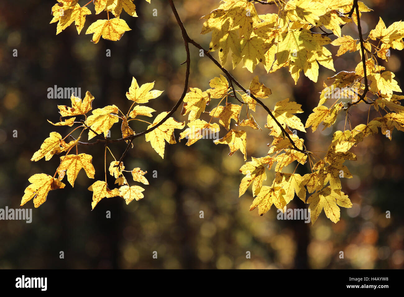 Maple tree, detail, branches Stock Photo - Alamy