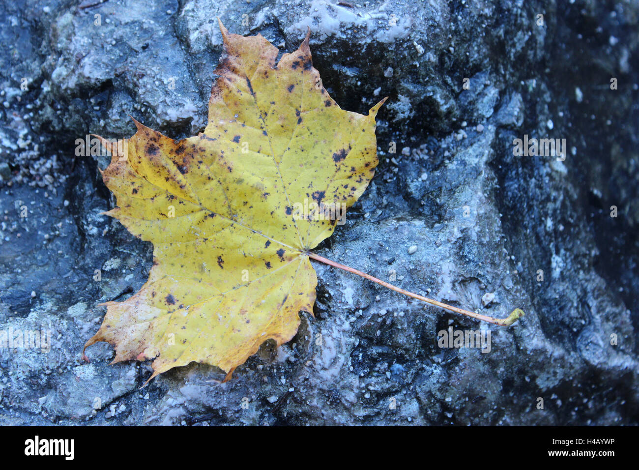 Maple icon hi-res stock photography and images - Alamy