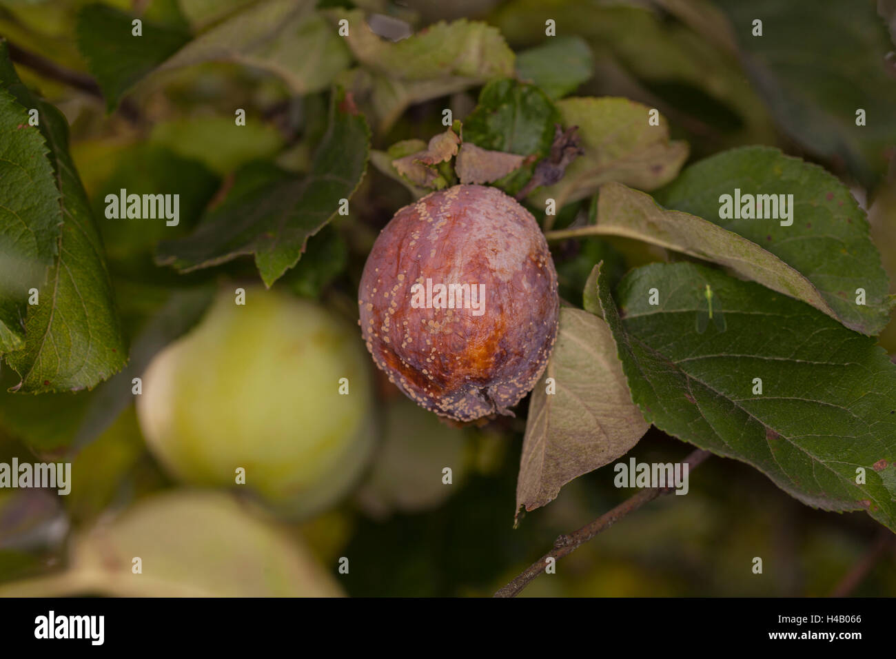 rotten apple on the tree Stock Photo - Alamy