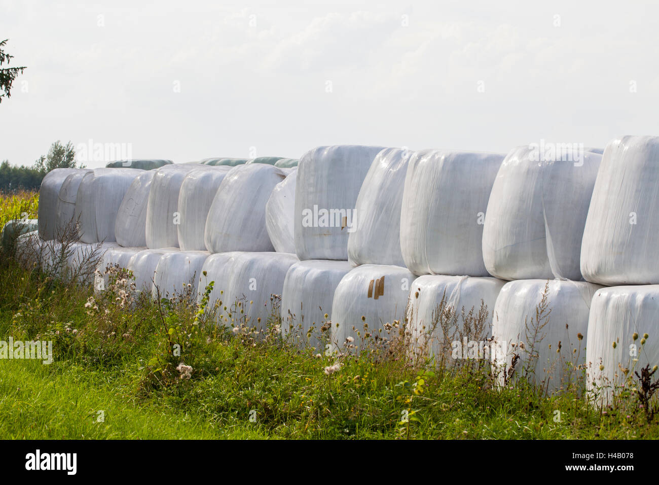 bales of hay, animal feed for winter Stock Photo - Alamy