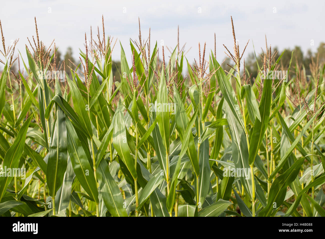 large field of corn Stock Photo - Alamy