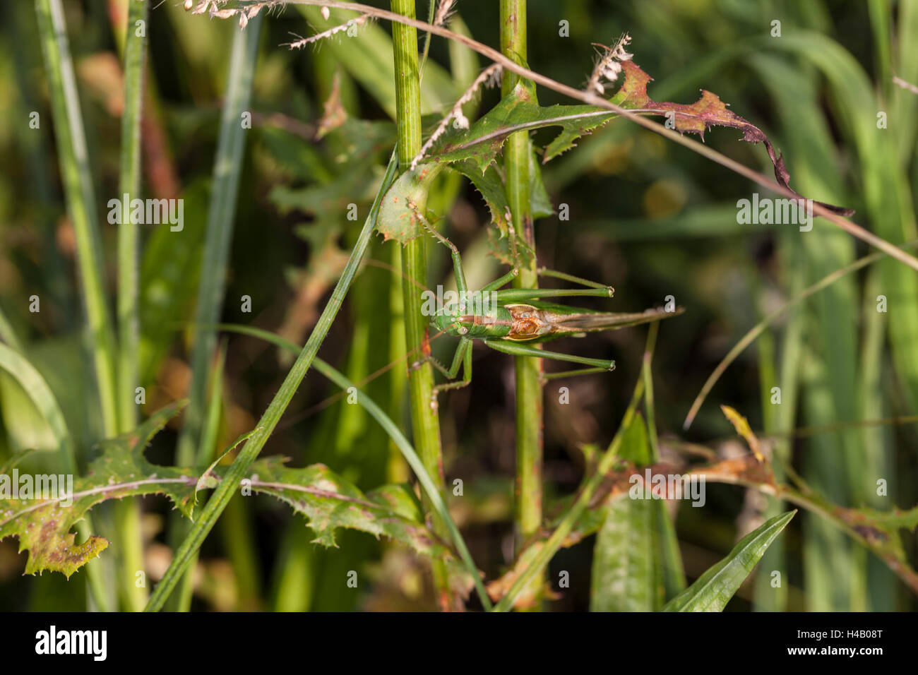 grasshopper sitting on the grass Stock Photo - Alamy