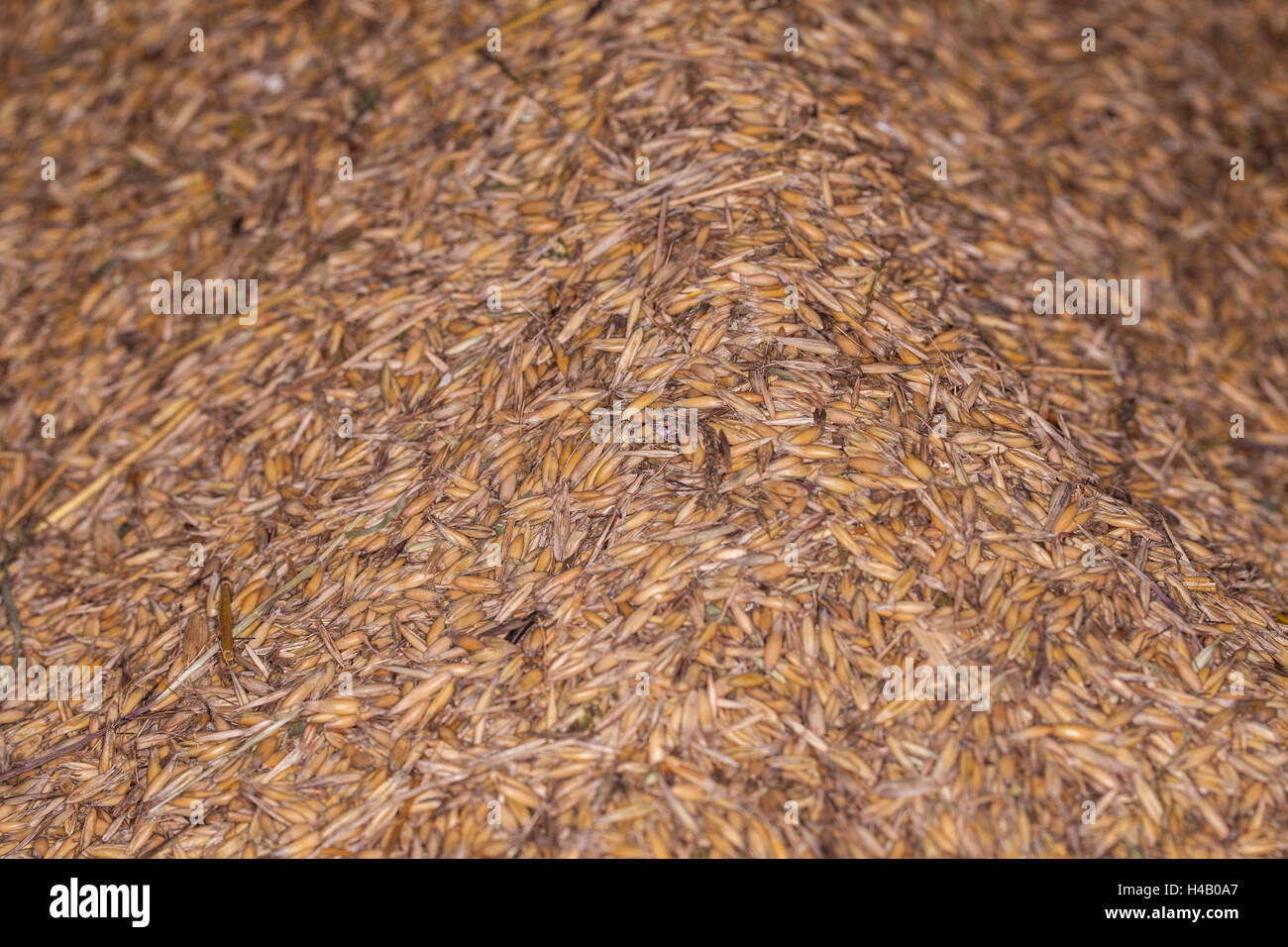 grain in the silos Stock Photo - Alamy