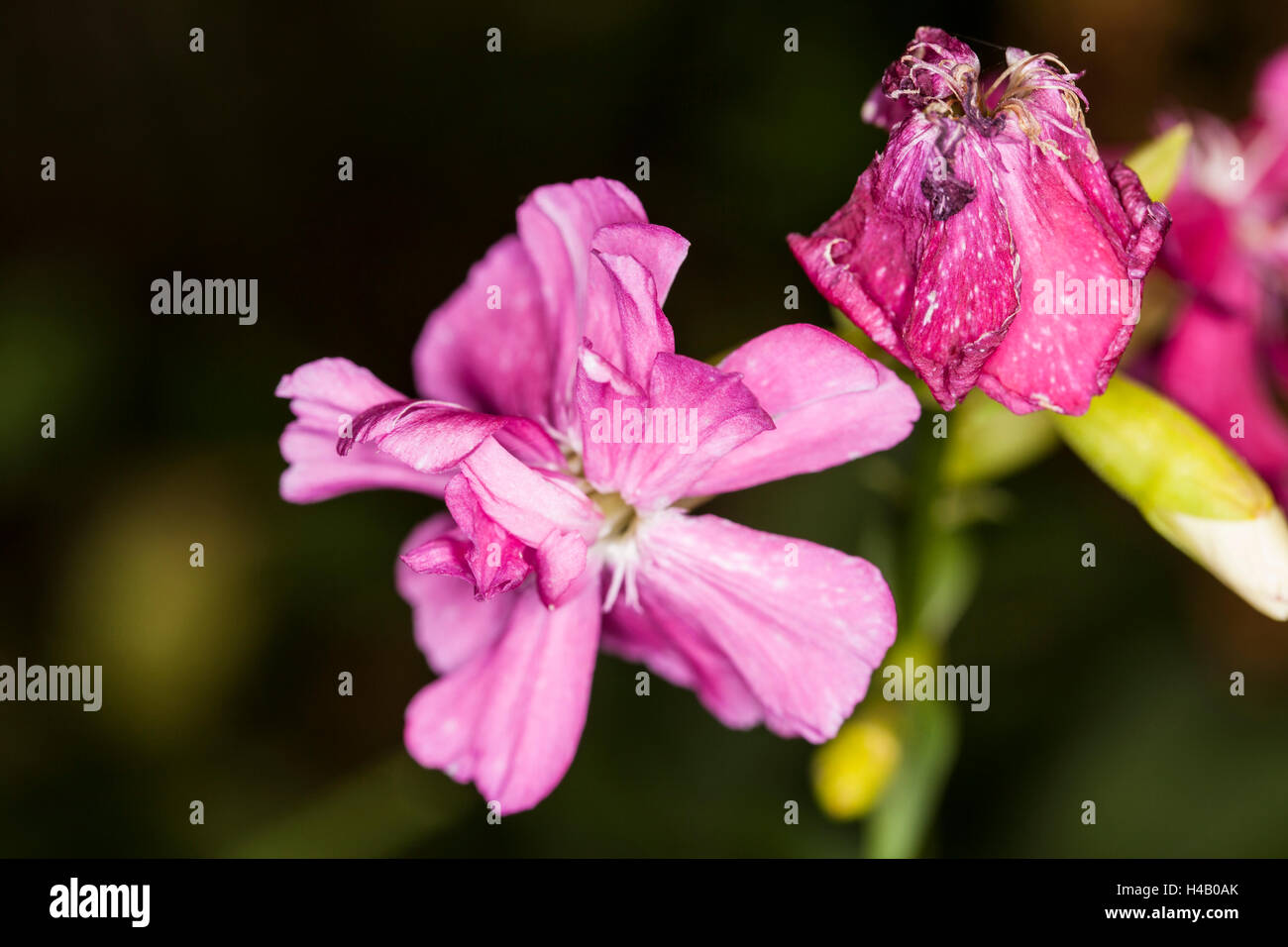 Nice pink flower Stock Photo - Alamy
