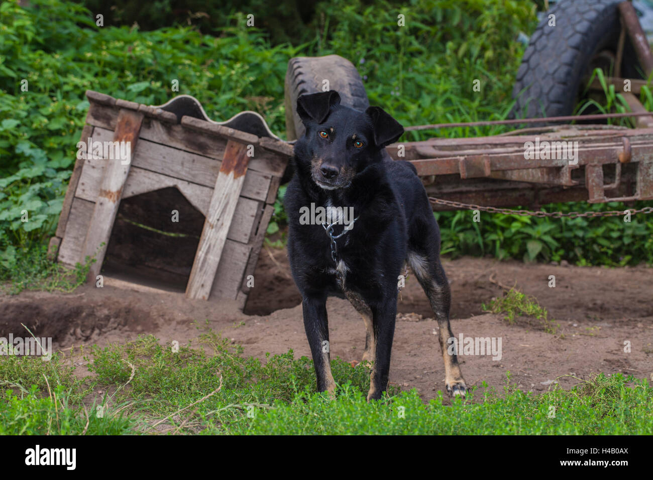 dog on a chain out of his kennel Stock Photo - Alamy