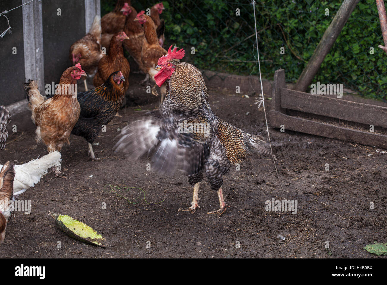 cock fighting attitude, defends his chickens Stock Photo - Alamy