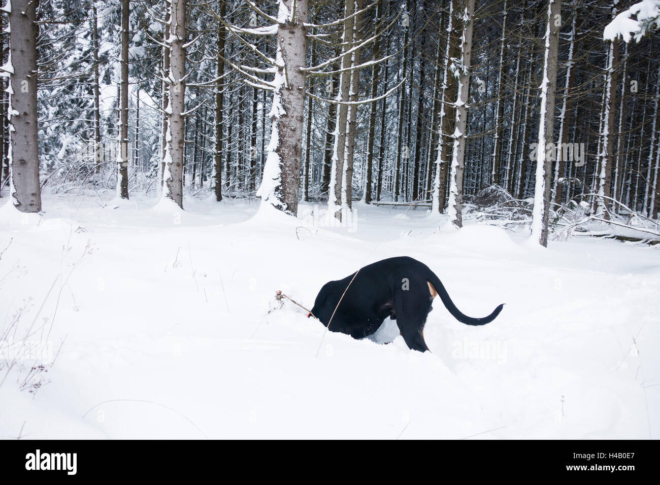Black dog digging in the snow for mice Stock Photo - Alamy