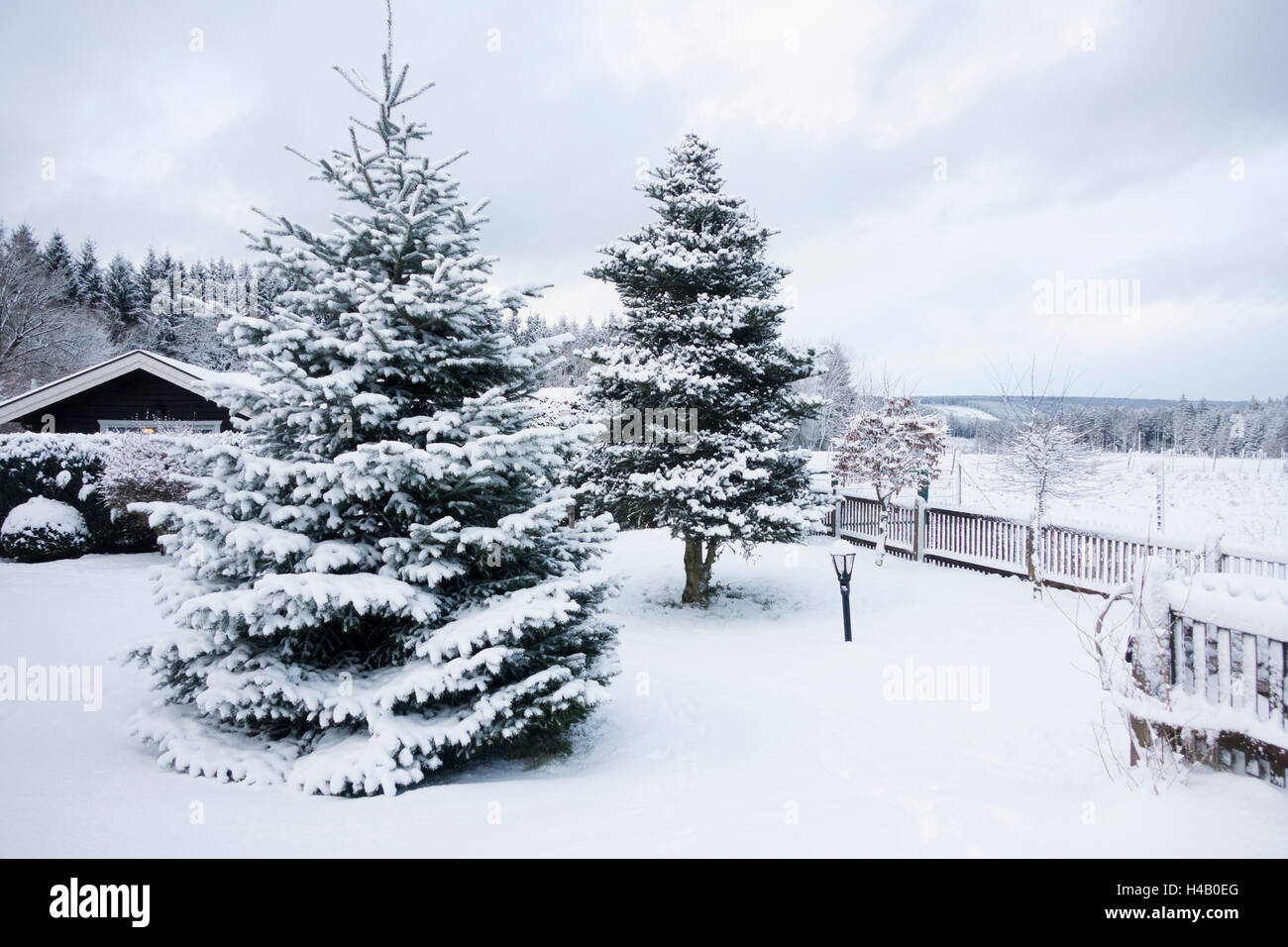 Christmas tree in the snow Stock Photo - Alamy