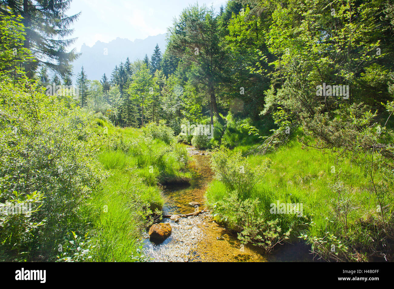 Brook through forest hi-res stock photography and images - Alamy