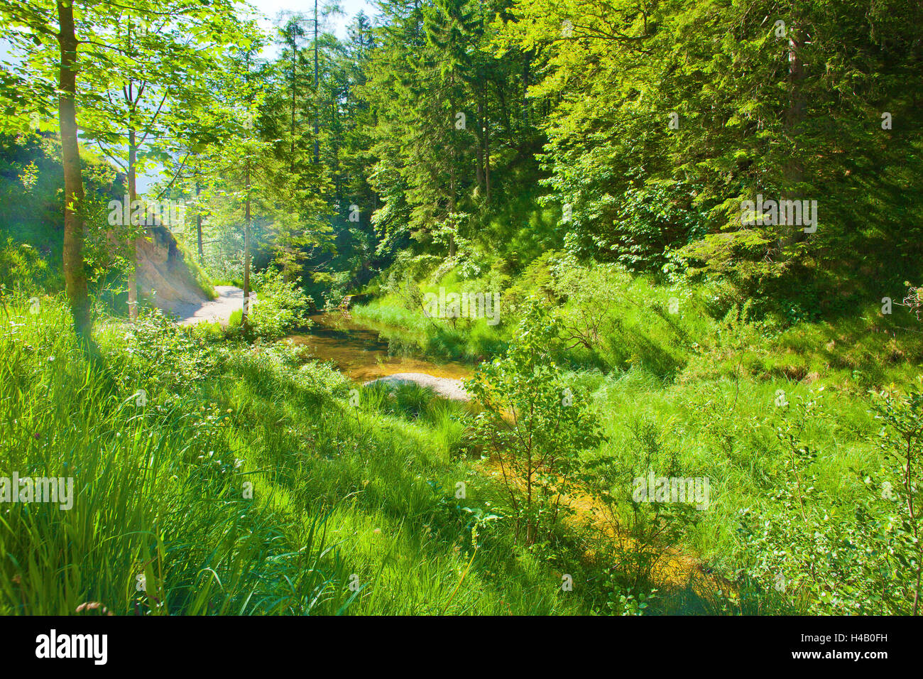 Brook through the forest hi-res stock photography and images - Alamy