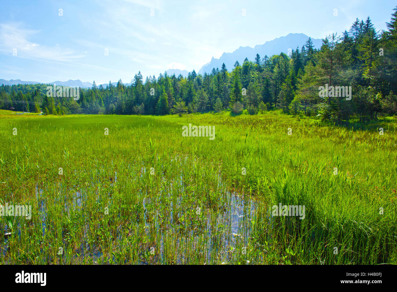 Marsh in front of mountain forest Stock Photo - Alamy