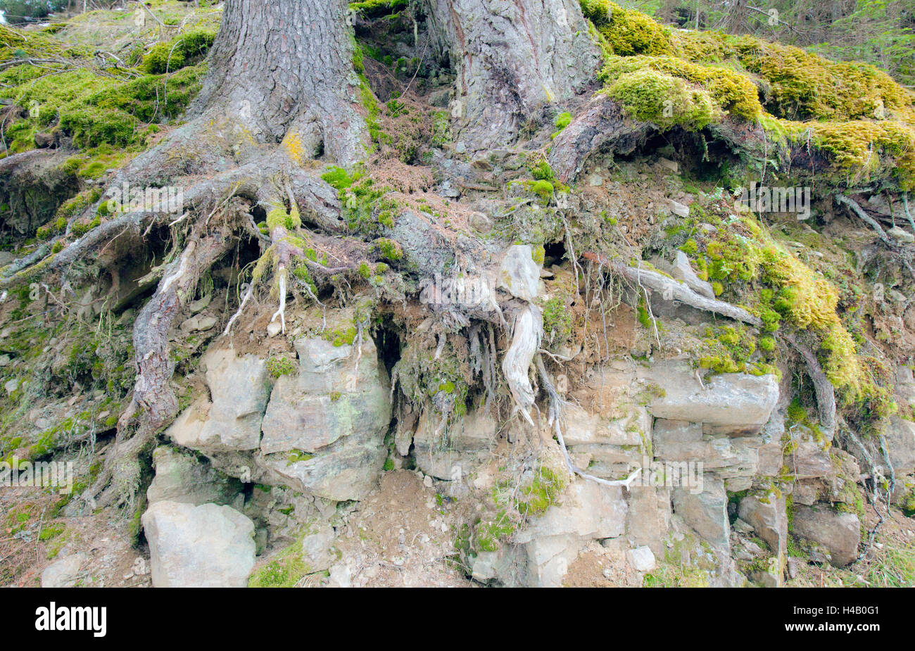 uncovered tree roots on boulders Stock Photo - Alamy