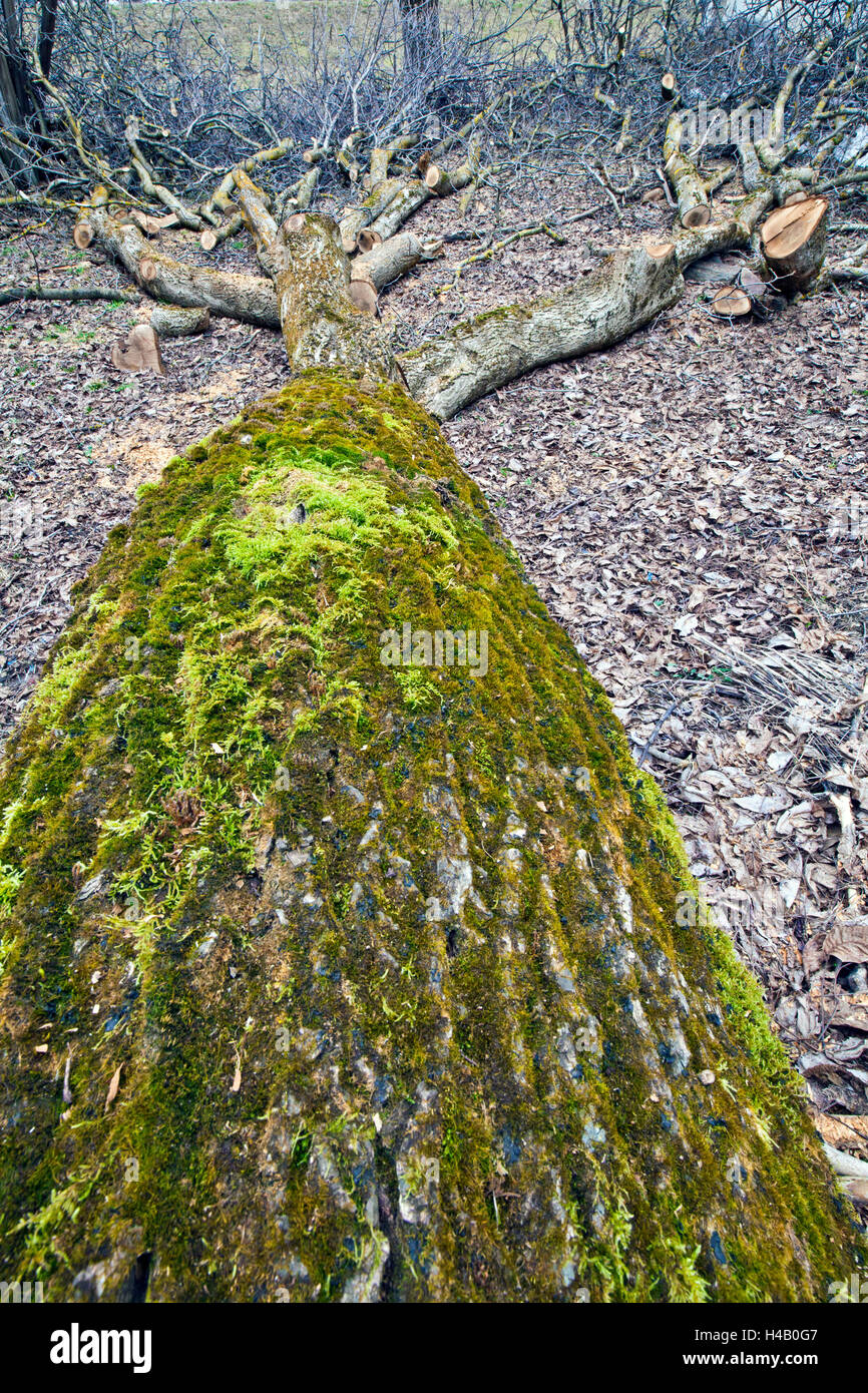 Felled tree branch hi-res stock photography and images - Alamy