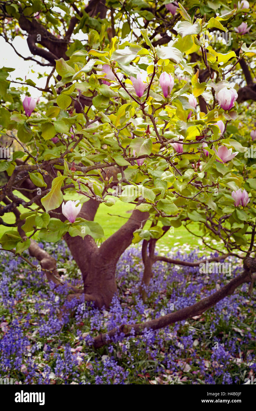 Tree, plants, detail, flora Stock Photo - Alamy