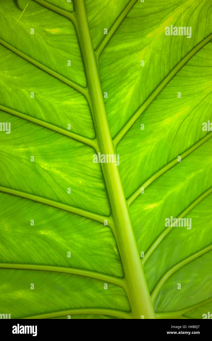 Leaf, plants, detail, flora Stock Photo - Alamy