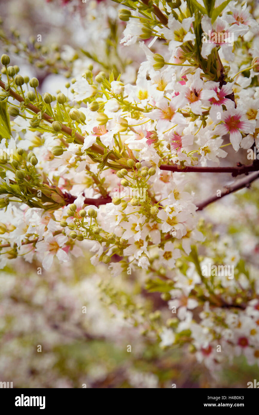 Flowers, plants, detail, flora Stock Photo - Alamy