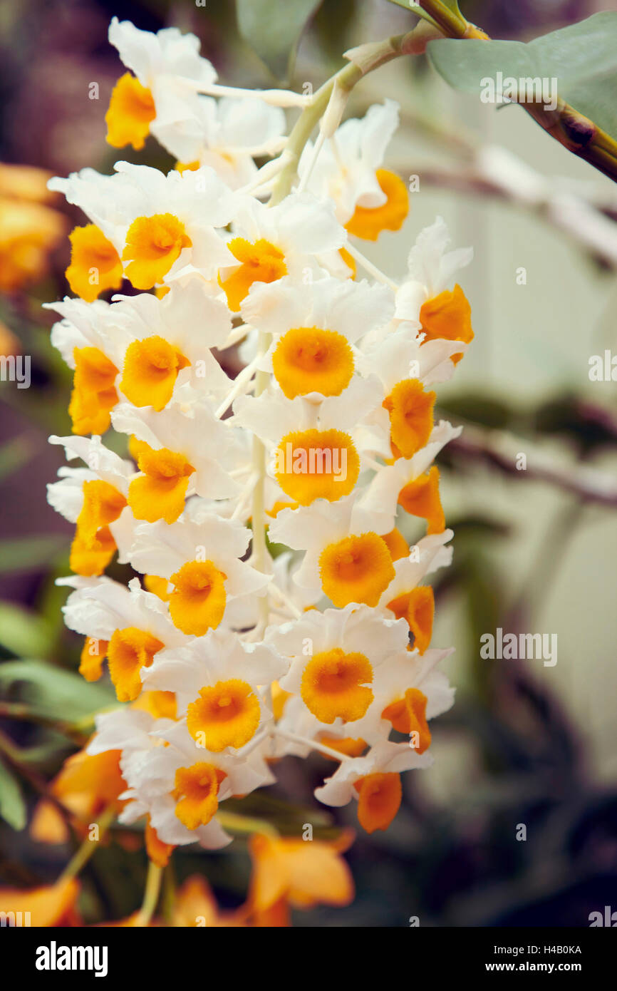 Flowers, plants, orchid, flora Stock Photo - Alamy