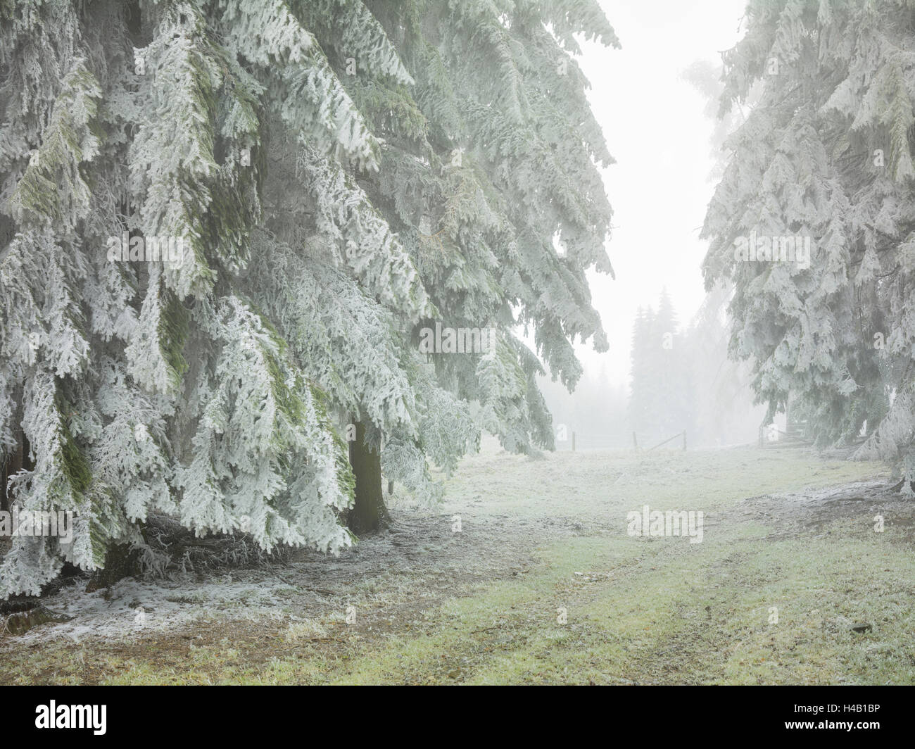 iced up forest in the Wechsel region, Lower Austria, Austria Stock ...